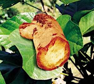 Ingredient: Butea superba - The Jamu Shop